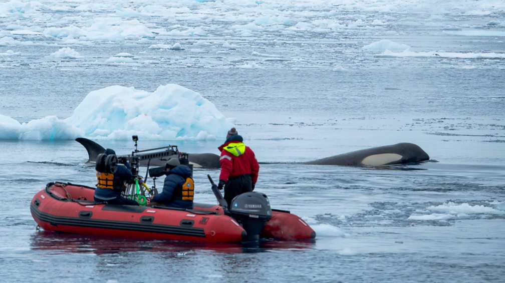 BBC Two - Expedition Killer Whale - Capturing the secret lives of pack ...