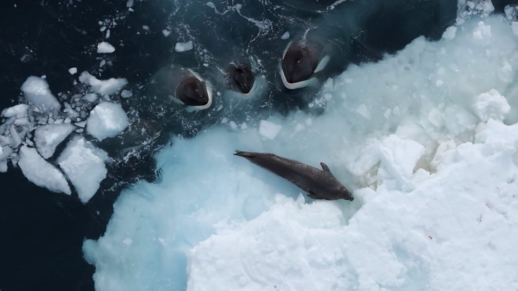 BBC Two - Expedition Killer Whale - Lessons from killer whales and ...