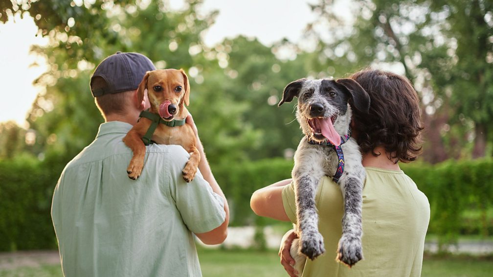 BBC Radio 4 - Why Do We Do That? - Why do we love dogs?