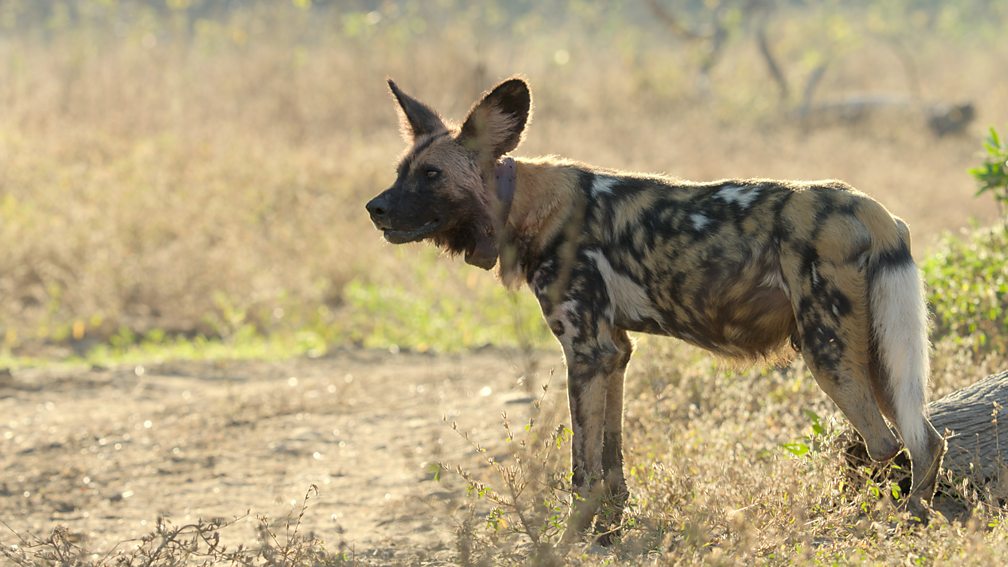 BBC One - Kingdom - Flint: An example of African wild dog resilience