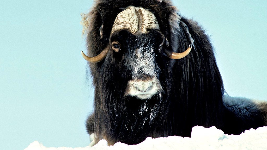 More or Less - The Parable of the Ox - BBC Sounds