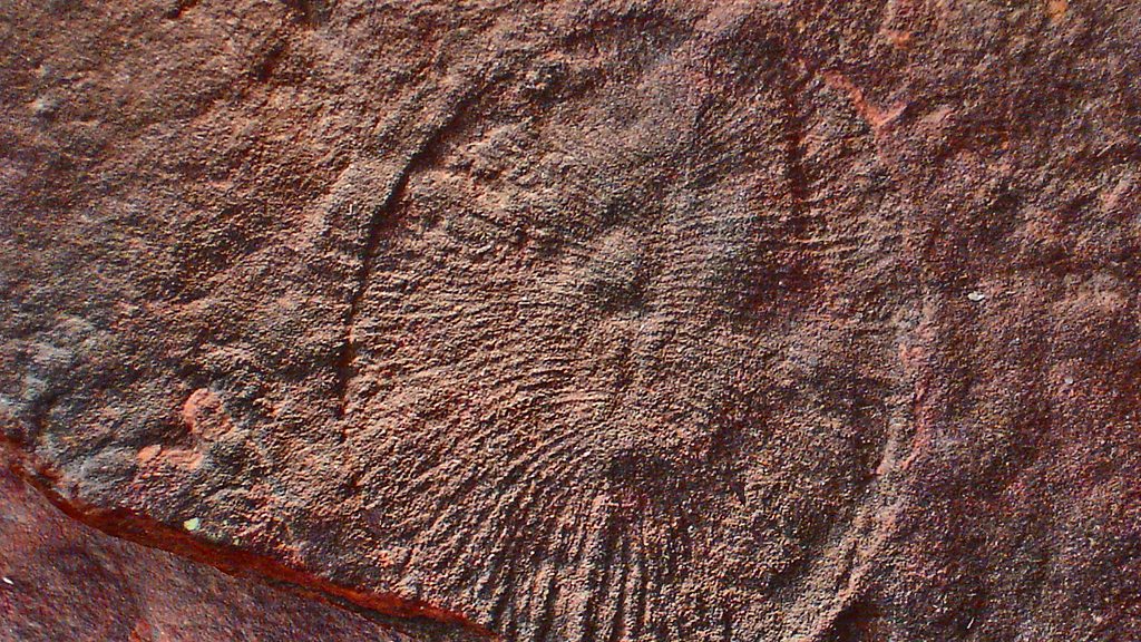 Who Invented Calculus