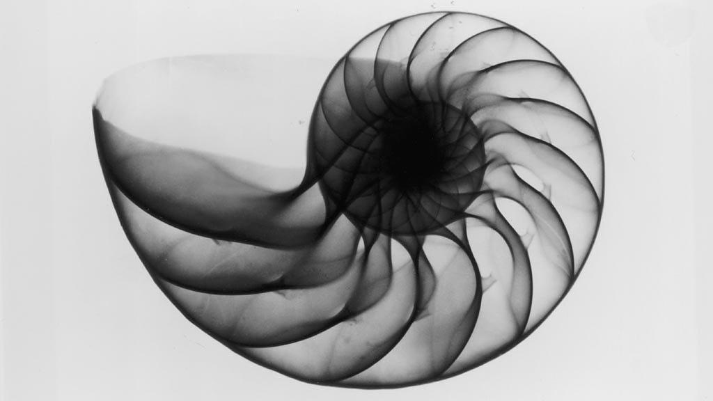 In Our Time - The Fibonacci Sequence - BBC Sounds