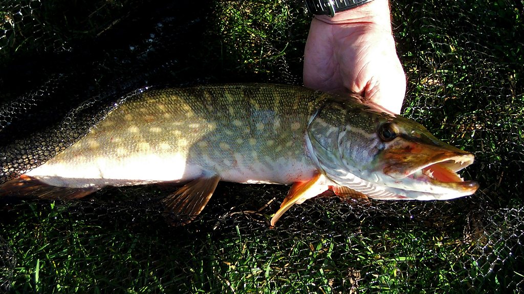 Living World - Pike - BBC Sounds