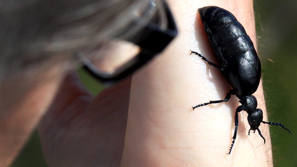 Living World - Oil Beetles - BBC Sounds