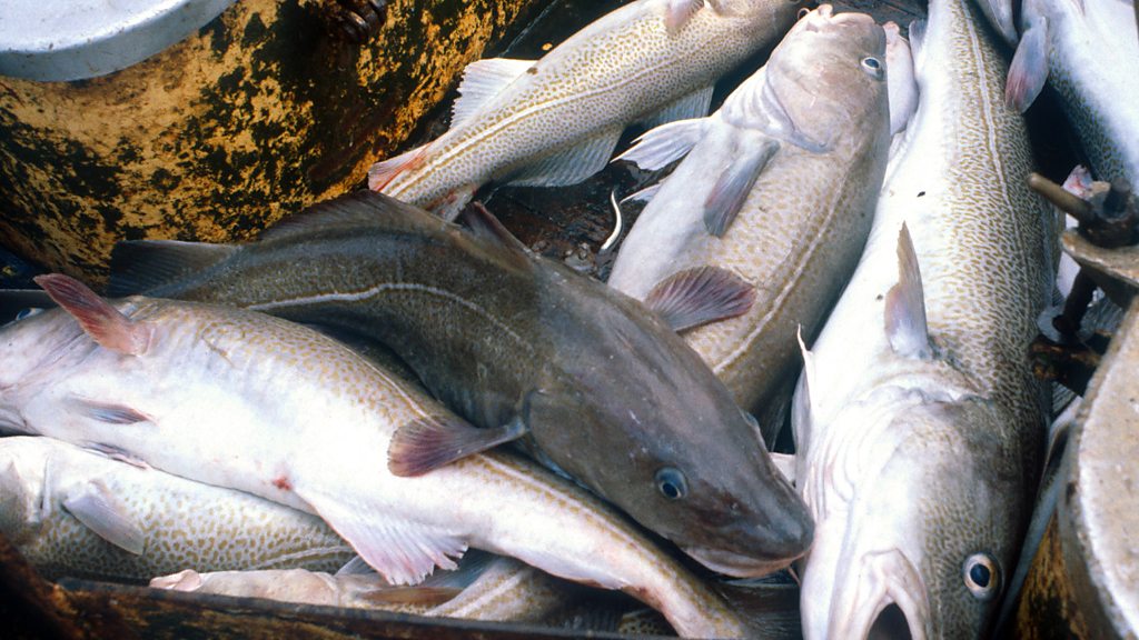 Witness History - The Cod Wars - BBC Sounds