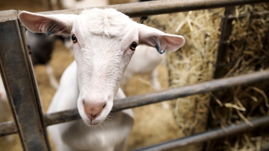 The Food Programme - Goat Meat and Kid - BBC Sounds