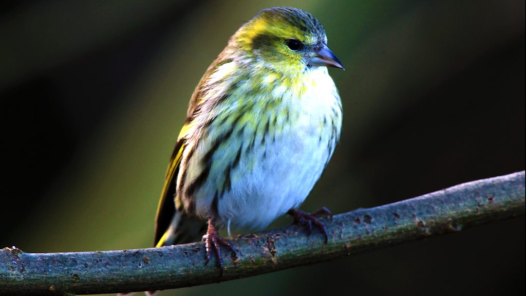 BBC Sounds - A Guide to Woodland Birds - Available Episodes