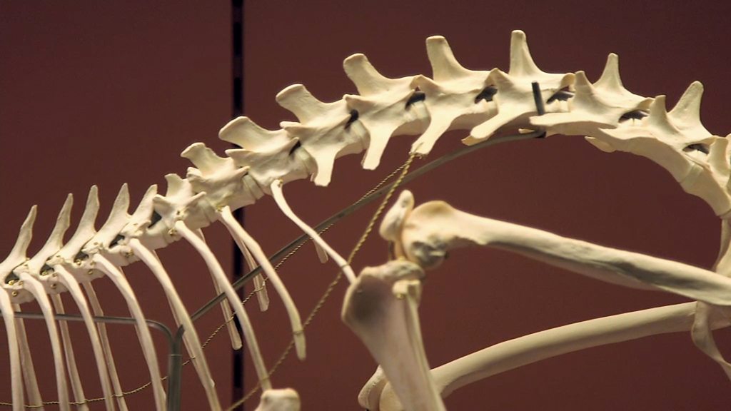BBC Four - Secrets of Bones, Down to Earth, The cheetah's spine