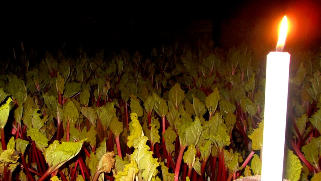 On Your Farm - Rhubarb - BBC Sounds