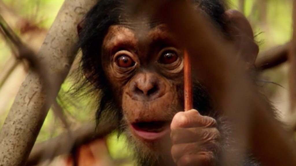 BBC One - Life Story, Trail: Life Story