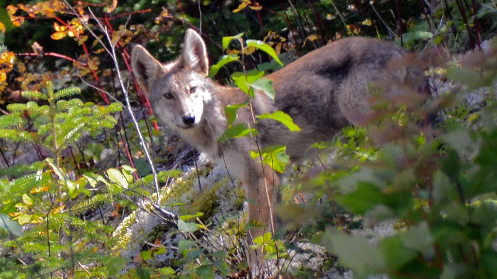 Living World - Calling Eastern Wolves - BBC Sounds