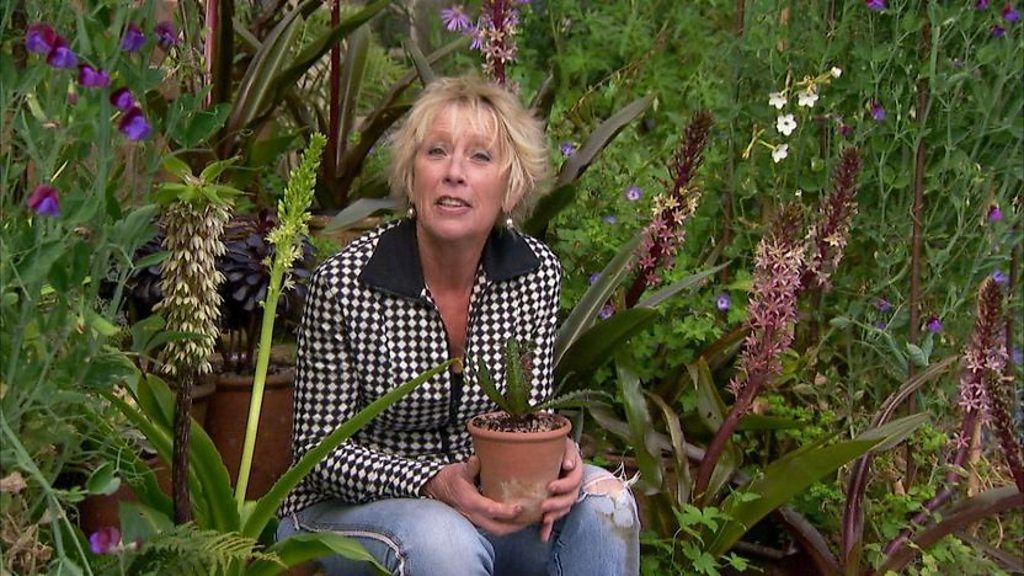 BBC Two - Gardeners' World, 2011, Episode 20, Leaf cuttings