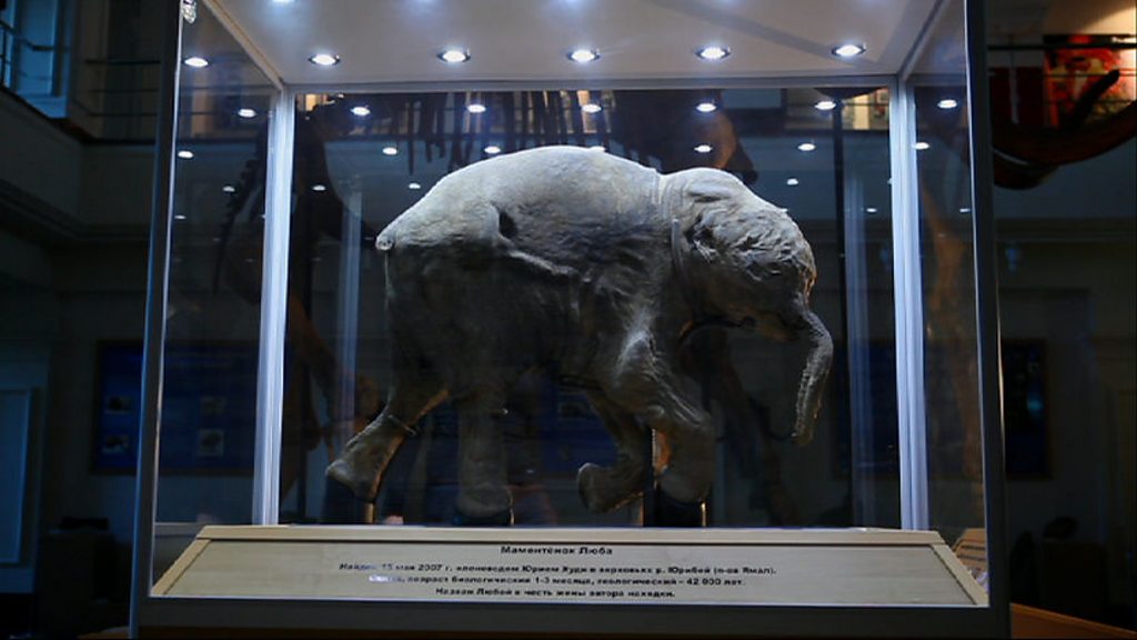 BBC Two - Woolly Mammoth: Secrets from the Ice, Lyuba