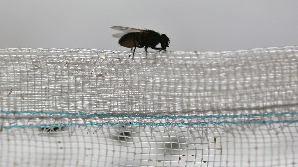 BBC Sounds - A Day in the Life of an Insect - Available Episodes