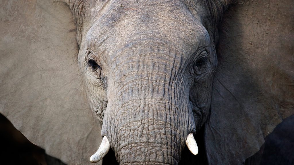 Money Box - Barclays Fined Over 'Elephant Deal' - BBC Sounds