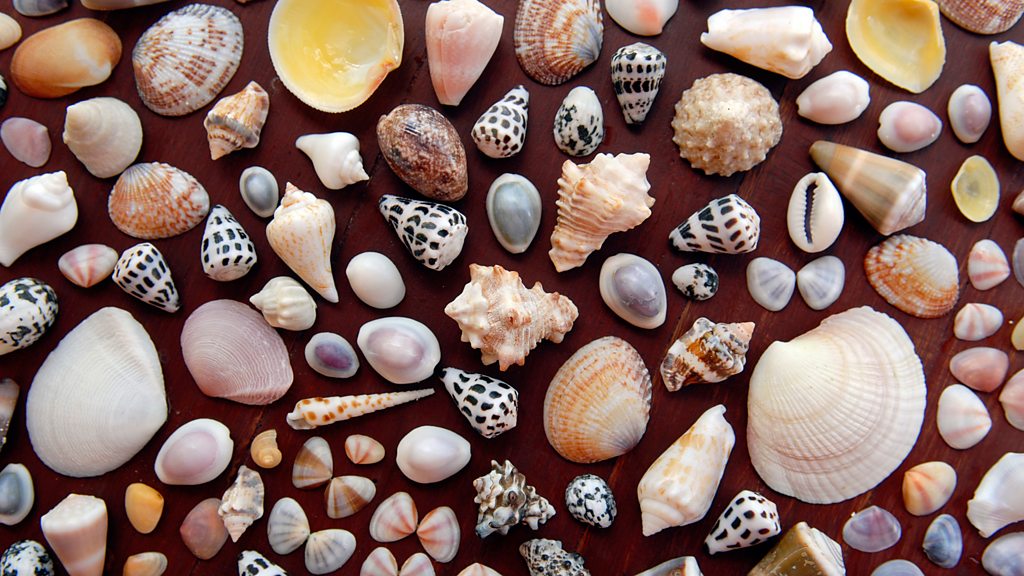 Funny in Four - So where's the best place to sell sea shells? - BBC Sounds