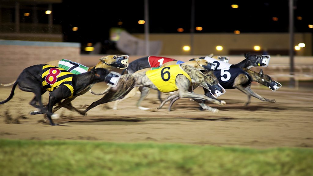 Radio 4 in Four - What can be done to improve the welfare of racing ...