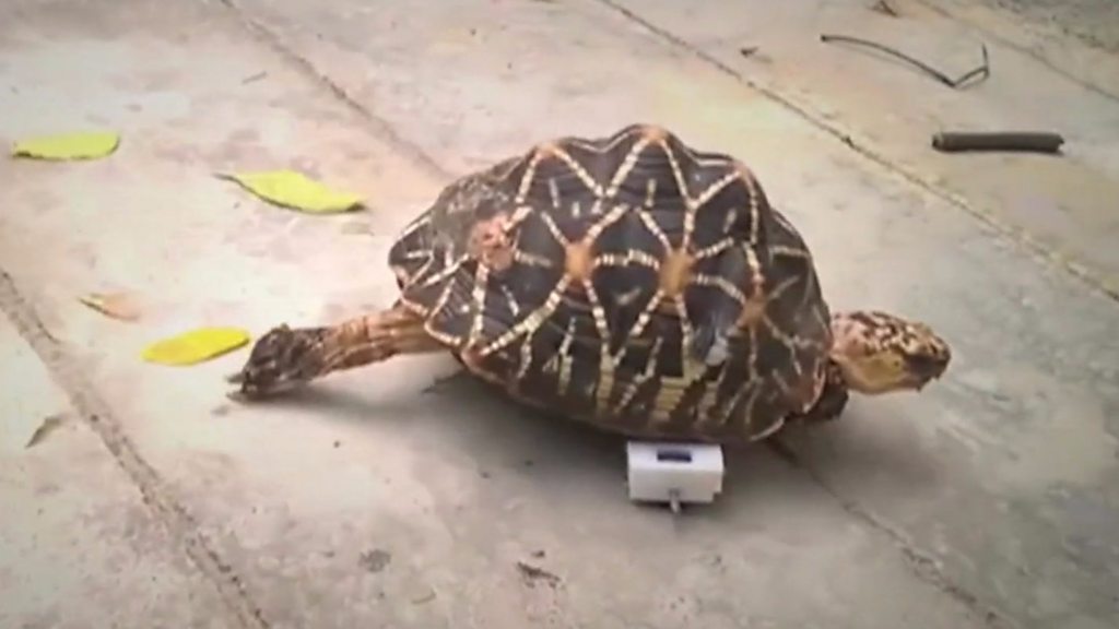 La tierna tortuga a la que le faltan dos patas pero corre a la ...