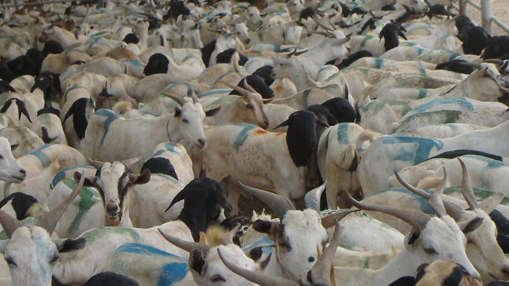 Xeen riyo ah oo laga shaqaalaysiiyay garoon ciyaaro - BBC News Somali