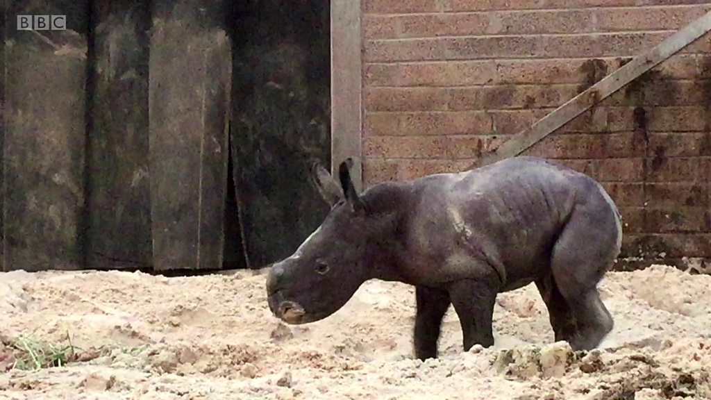 Southern white rhino gives birth to female calf - BBC News