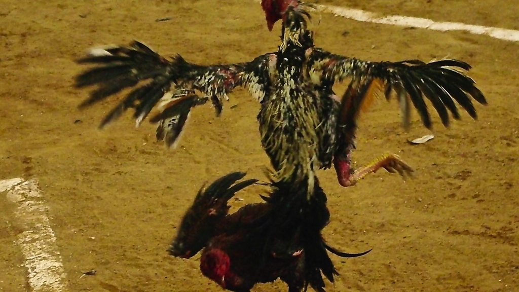 Combats de coq, un sport lucratif à Madagascar - BBC News Afrique