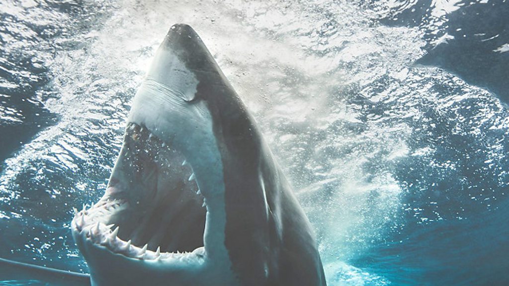 Yaxaas badeed xanibmay - BBC News Somali