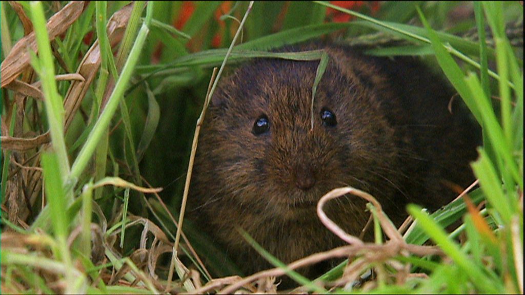 Rodents eaten by Neolithic Orcadians, research suggests - BBC News