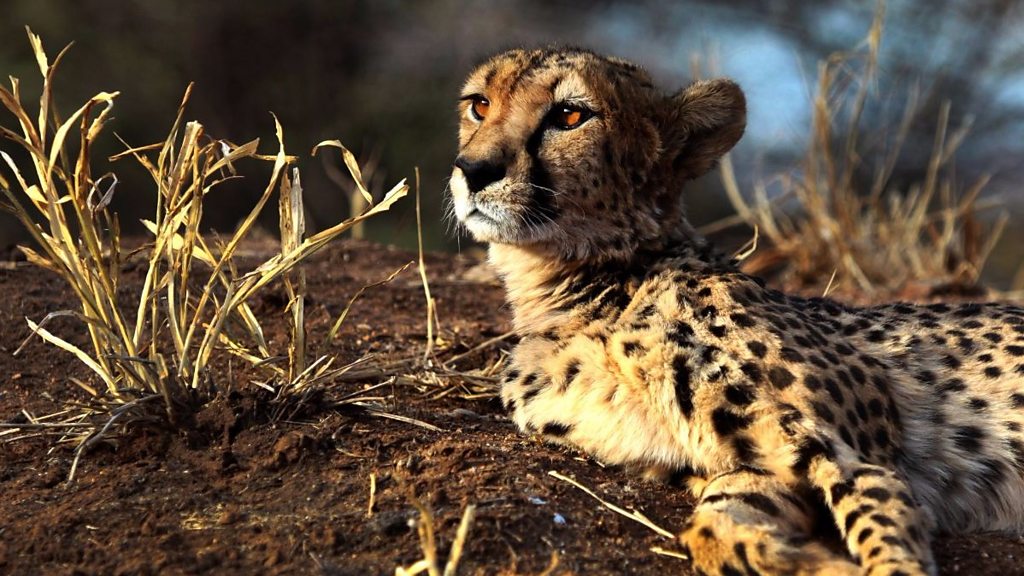 මිහිමතින් තුරන්වෙමින් පවතින චීටාවෝ - BBC News සිංහල