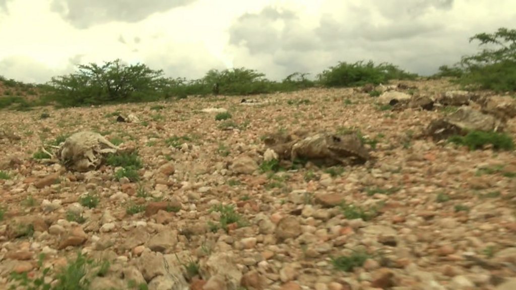 Abaarta Somaliland oo gaartay meel halis ah - BBC News Somali