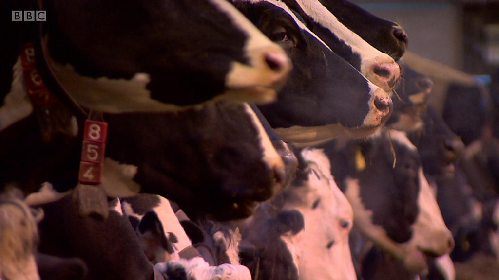 Pedometers used to boost cow breeding - BBC News