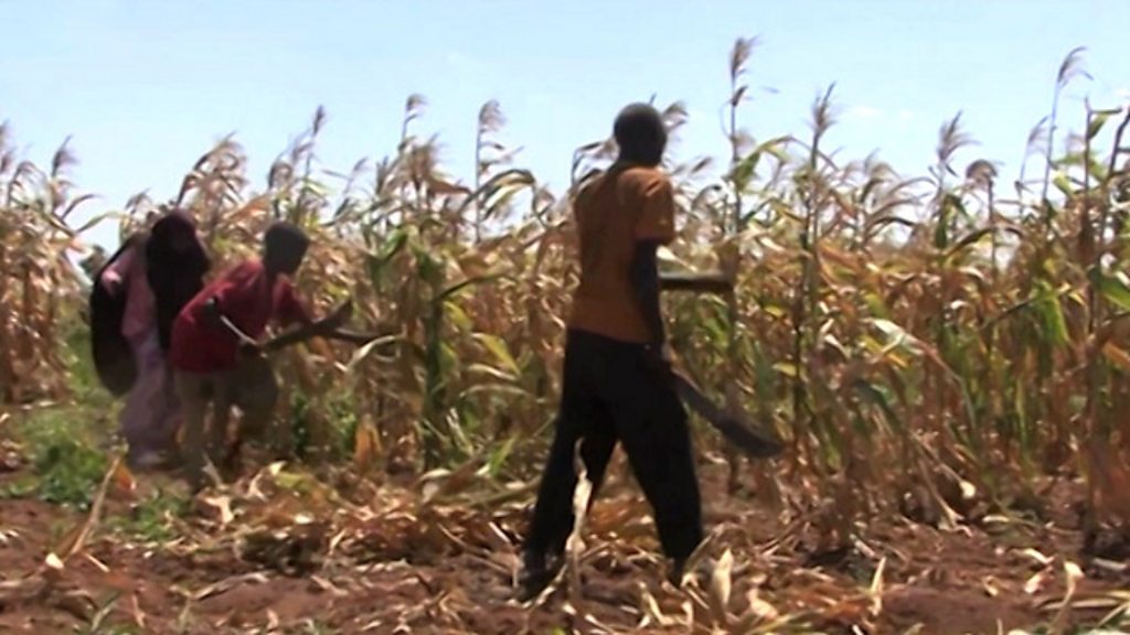 Saameynat ay abaaraha ku yeesheen Beeraha Mandera - BBC News Somali