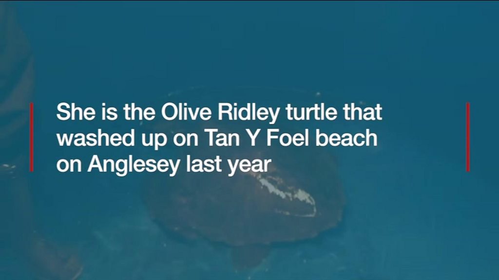 Scan results 'good news' for health of stranded sea turtle - BBC News