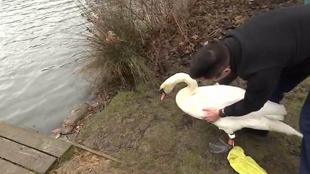 George the swan shot with crossbow: Man arrested - BBC News