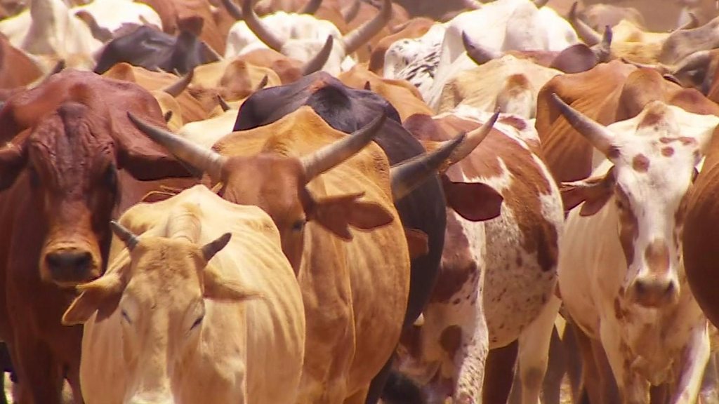 Are Kenya ranch invasions driven by drought or politics? - BBC News