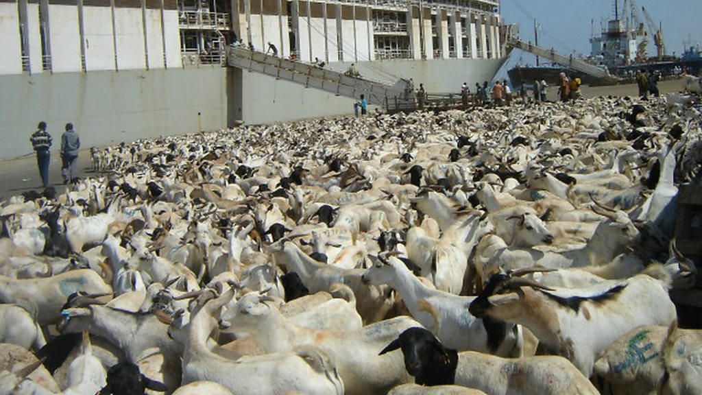 Dhakhaatiirta Sacuudiga oo “ku qancay” caafimaadka xoolaha Somaliland ...