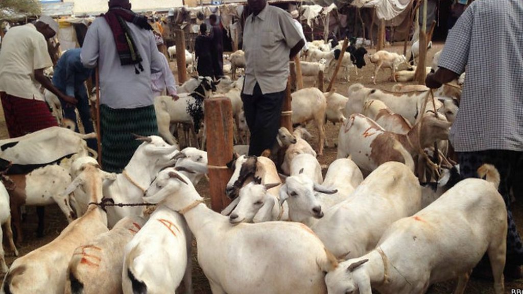 Abaarta oo saamaysay suuqa xoolaha ee Gaarisa - BBC News Somali