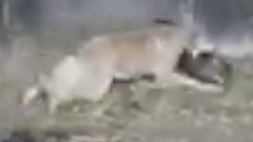 Facebook fox attack video: Men laughed as dog set on fox - BBC News