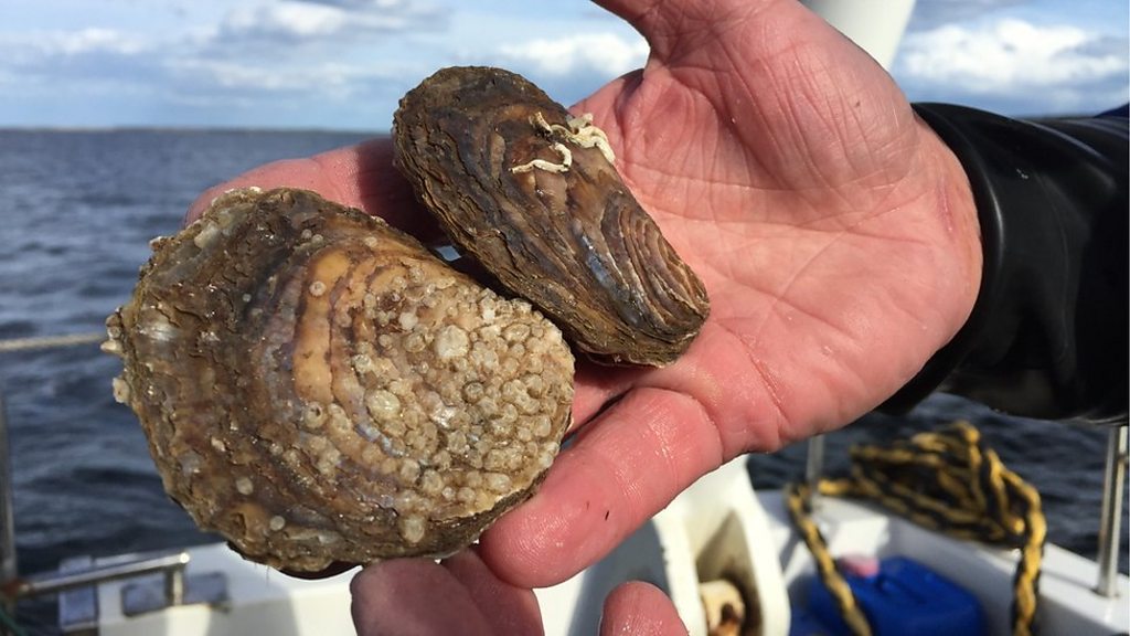 Native oysters introduced to Scottish waters for first time in over 100 ...