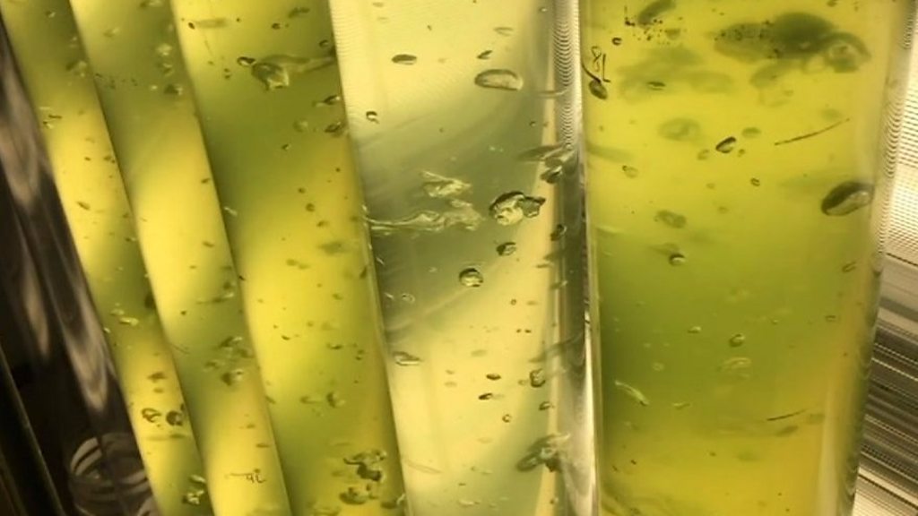 Swansea Uni study finds UV-blocking algae a sunscreen - BBC News