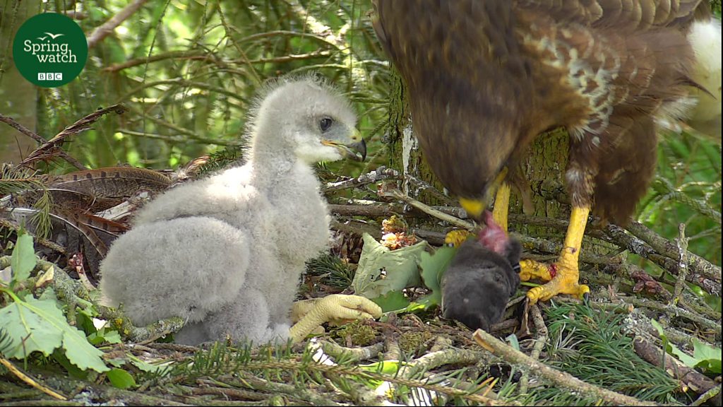 BBC Two - Springwatch, Buzzard cam