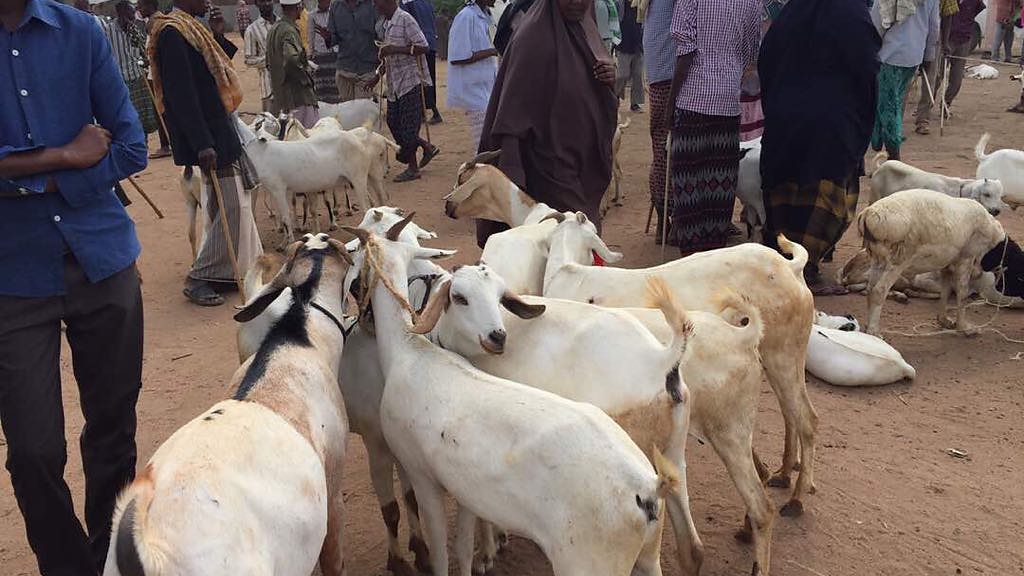 Sicirka xoolaha ee Ifo oo hoos u dhacay - BBC News Somali