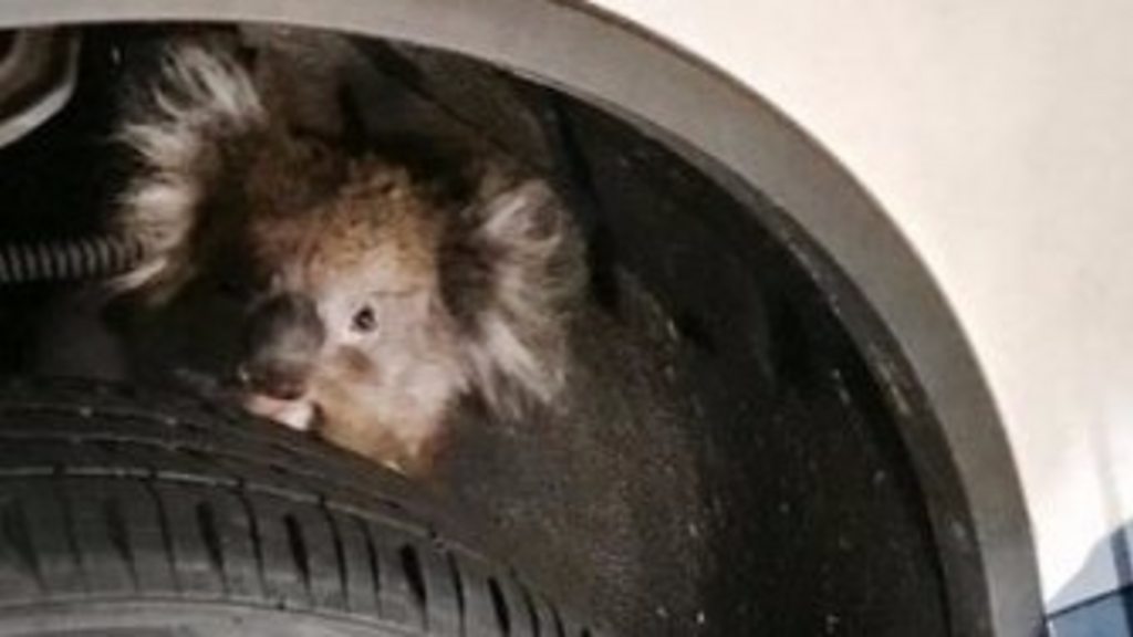 Koala survives 16km ride on car axle in Adelaide, Australia - BBC News