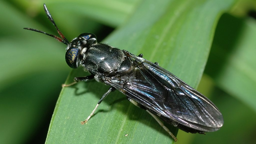 The Food Chain - A Fly Future? - BBC Sounds