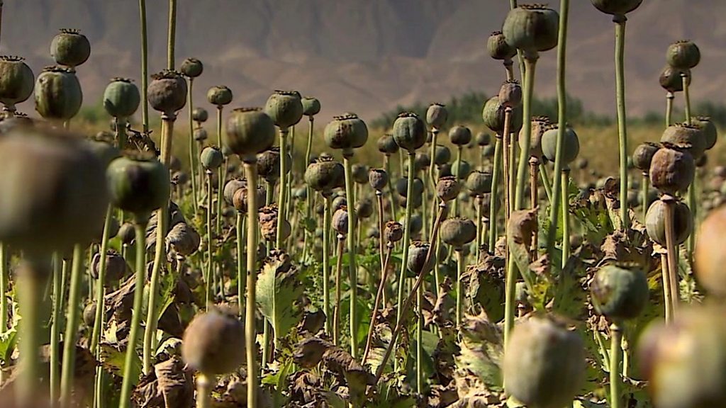 Afghanistan, pusat perdagangan heroin yang beralih ke sabu - BBC News ...