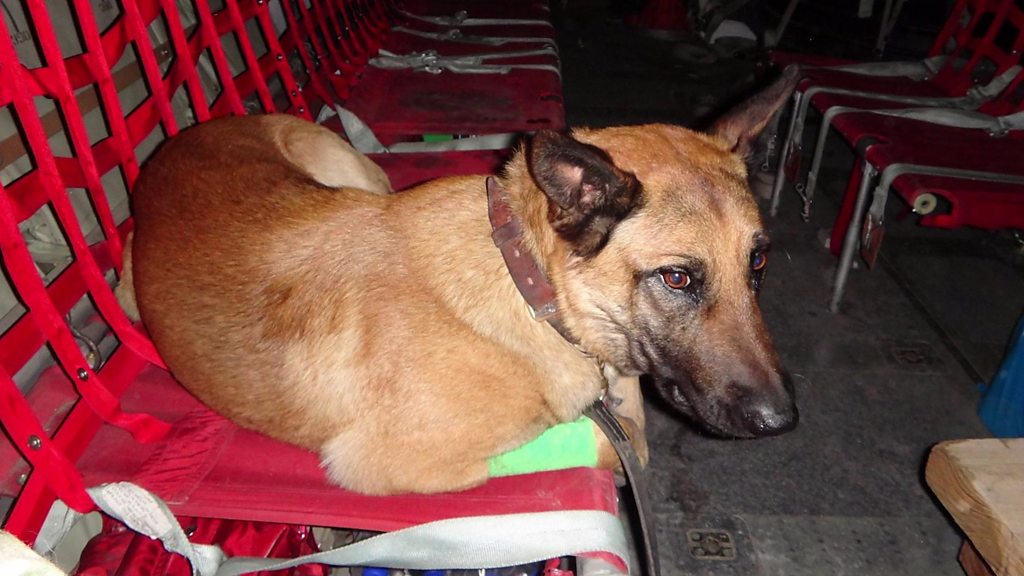 Dog Mali awarded medal for Afghanistan bravery - BBC News