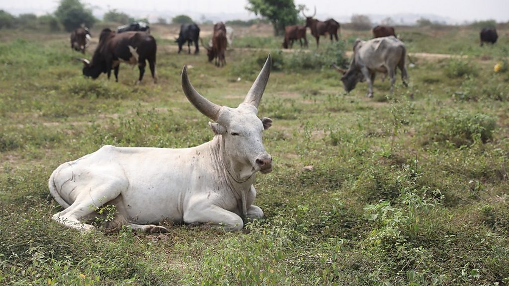 We no like wetin dey happen – South West Herdsmen - BBC News Pidgin