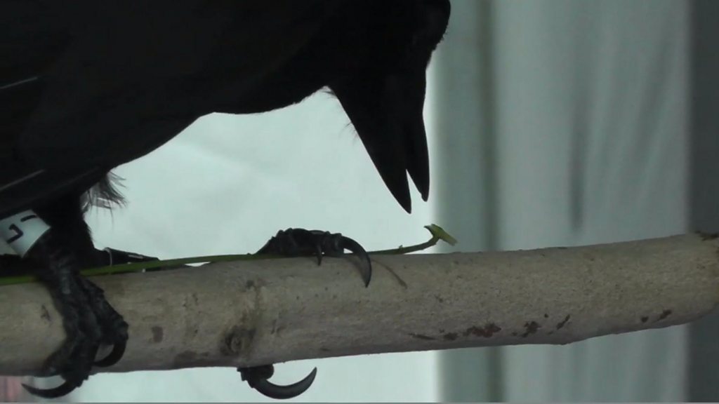 Tool-making crows are the only animals known to make hooks out of plant ...