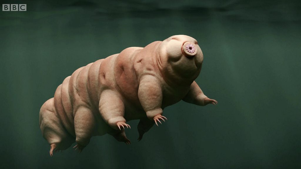 La créature la plus robuste sur terre - BBC News Afrique