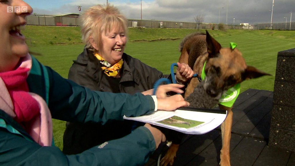 MSP launches bill to stop irresponsible dog breeding - BBC News